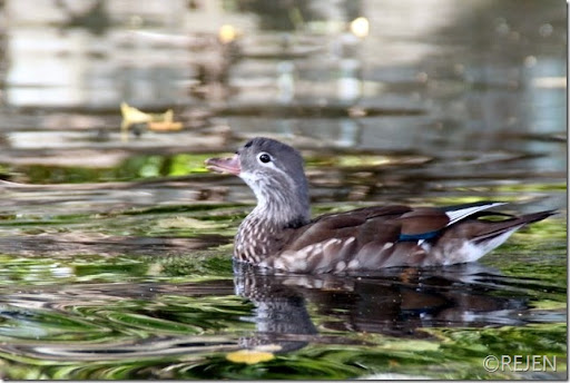 ANDerledes.. | REJENS BLOG